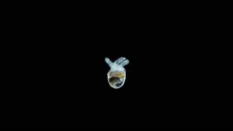 Larva sea snail under a microscope, call... | Stock Video | Pond5