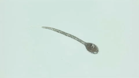 Larva of sea squirts Halocynthia pyrifor... | Stock Video | Pond5