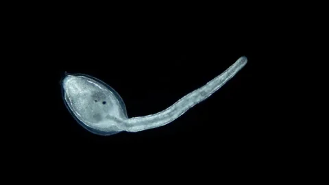 Larva of sea squirts Halocynthia pyrifor... | Stock Video | Pond5