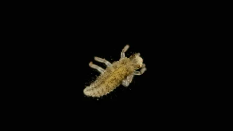 the larva under the microscope, the init... | Stock Video | Pond5