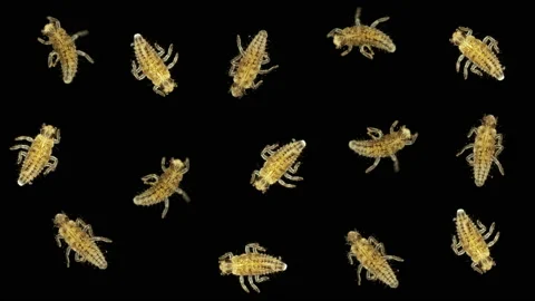 the larva under the microscope, the init... | Stock Video | Pond5
