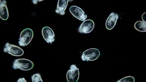 Larva veliger Mollusca Nudibranchia unde... | Stock Video | Pond5