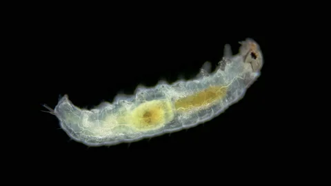 Larva of water moths under a microscope,... | Stock Video | Pond5