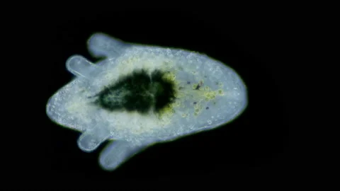 Turbellaria Stock Video Footage | Royalty Free Turbellaria Videos | Pond5