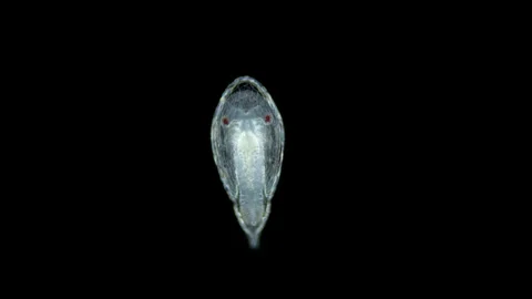 Larva y-cypris of crustacean Hansenocari... | Stock Video | Pond5
