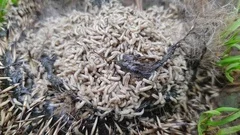 Maggots In Eye Socket