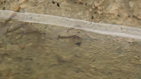 Larvae of the disease-carrying Aedes mos... | Stock Video | Pond5