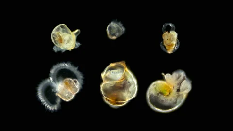 Larvae of a sea snail different types un... | Stock Video | Pond5