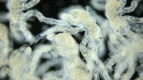 Larvae of sea spider Nymphon grossipesm ... | Stock Video | Pond5