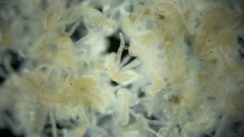 Larvae of sea spider Nymphon grossipesm ... | Stock Video | Pond5