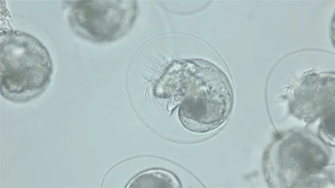 Larvae veliger Mollusca in a clutch of e... | Stock Video | Pond5