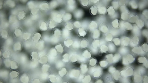 Larvae veliger Mollusca in a clutch of e... | Stock Video | Pond5