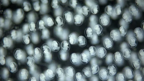 Larvae veliger Mollusca in a clutch of e... | Stock Video | Pond5