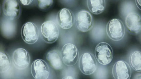 Larvae veliger Mollusca in a clutch of e... | Stock Video | Pond5