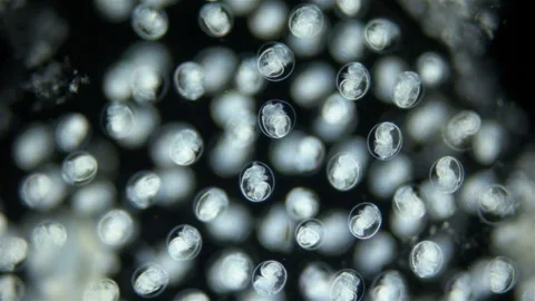 Larvae veliger Mollusca in a clutch of e... | Stock Video | Pond5