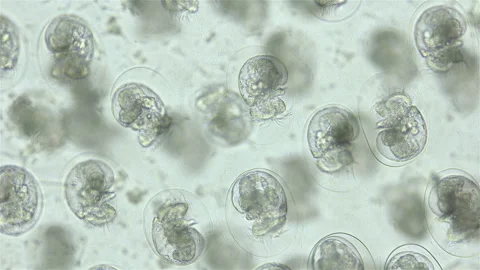 Larvae veliger Mollusca in a clutch of e... | Stock Video | Pond5