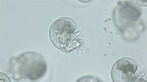 Larvae veliger Mollusca in a clutch of e... | Stock Video | Pond5