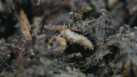 larvas eat feces or faeces, macro of mag... | Stock Video | Pond5