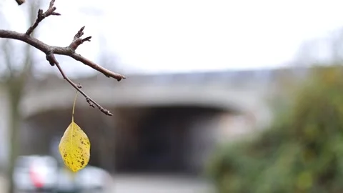 Last leaf on the branch in autumn. Cars ... | Stock Video | Pond5