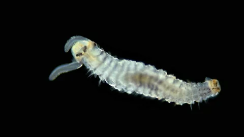 Zooplankton Stock Footage ~ Royalty Free Stock Videos | Page 12