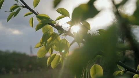 Later Appl Stock Videos – Royalty-Free HD & 4K Videos | Pond5