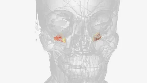 The lateral pterygoid muscle (or externa... | Stock Video | Pond5