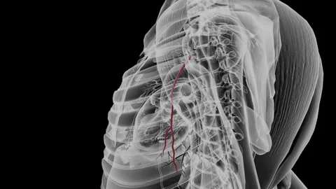 Lateral Thoracic Artery Thorax Clinical Tree