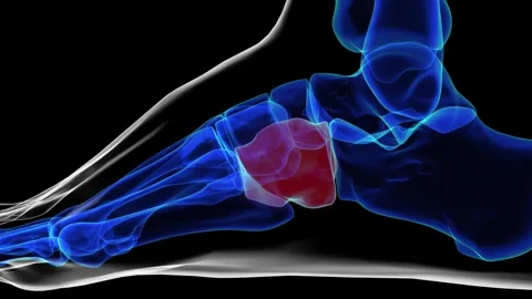 Lateral view of cuboid bone foot bones a... | Stock Video | Pond5