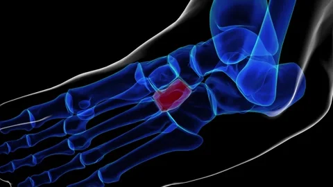 lateral view of cuneiform bone foot bone... | Stock Video | Pond5