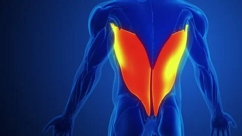 Latissimus Dorsi Muscles with blue backg... | Stock Video | Pond5