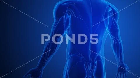 Latissimus Dorsi Muscles with blue background: Graphic #274053413
