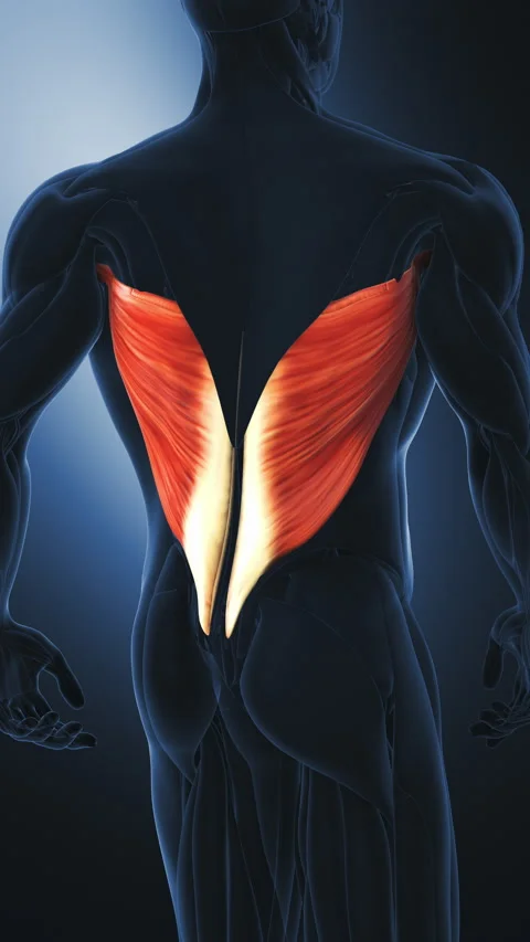 Latissimus Dorsi Muscles in the human mu... | Stock Video | Pond5