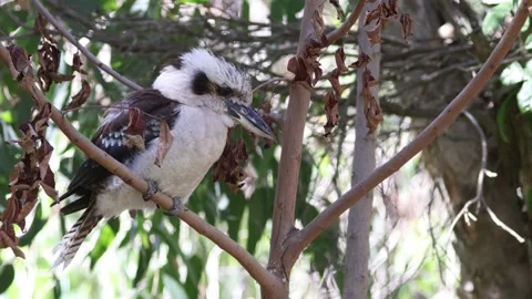 Kookaburra Laughing Stock Video Footage | Royalty Free Kookaburra ...