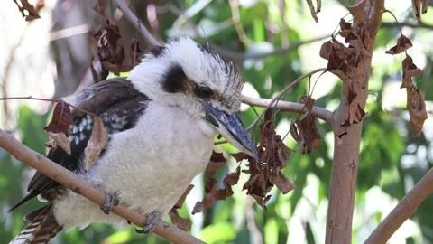 Kookaburra Laughing Stock Video Footage | Royalty Free Kookaburra ...