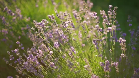 Lavender Fields Under Stock Videos – Royalty-Free HD & 4K Videos | Pond5
