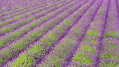 Lavender Fields Under Stock Videos – Royalty-Free HD & 4K Videos | Pond5