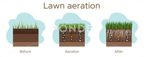 Lawn care - aeration and scarification. Labels by stage-before, during ...