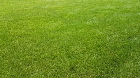 Bluegrass Stock Footage ~ Royalty Free Stock Videos | Pond5