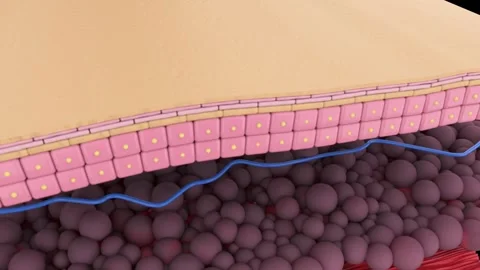 Layers of the Skin, Skin Anatomy, Skin S... | Stock Video | Pond5