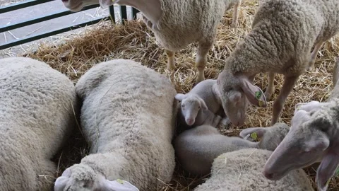 Laying Down Sheep pan | Stock Video | Pond5