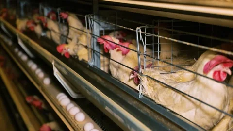 Laying hens in poultry farm cages lay la... | Stock Video | Pond5