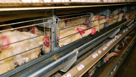 Laying hens in poultry farm cages lay la... | Stock Video | Pond5