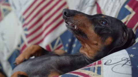 Fang Dog Stock Videos – Royalty-Free HD & 4K Videos