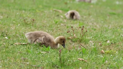 Lazy Chick Stock Videos – Royalty-Free HD & 4K Videos | Pond5