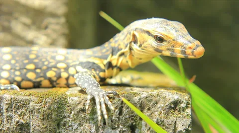 Monitor Beast Stock Videos – Royalty-Free HD & 4K Videos