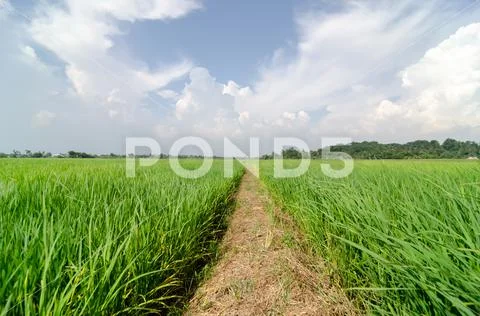 A leading line path in green paddy field Stock Photo #172146520