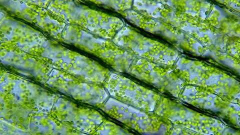 Leaf cells microscopic view | Stock Video | Pond5