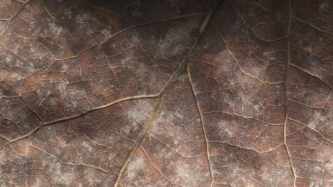 Leaf of Common aspen tree. Complex textu... | Stock Video | Pond5