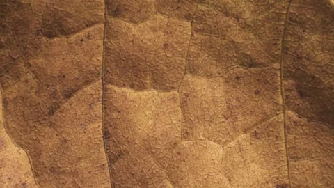 Leaf of Common aspen tree. Complex textu... | Stock Video | Pond5