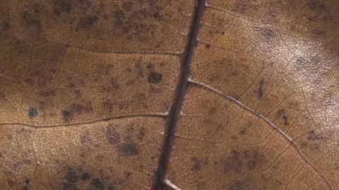Leaf of Common aspen tree. Complex textu... | Stock Video | Pond5